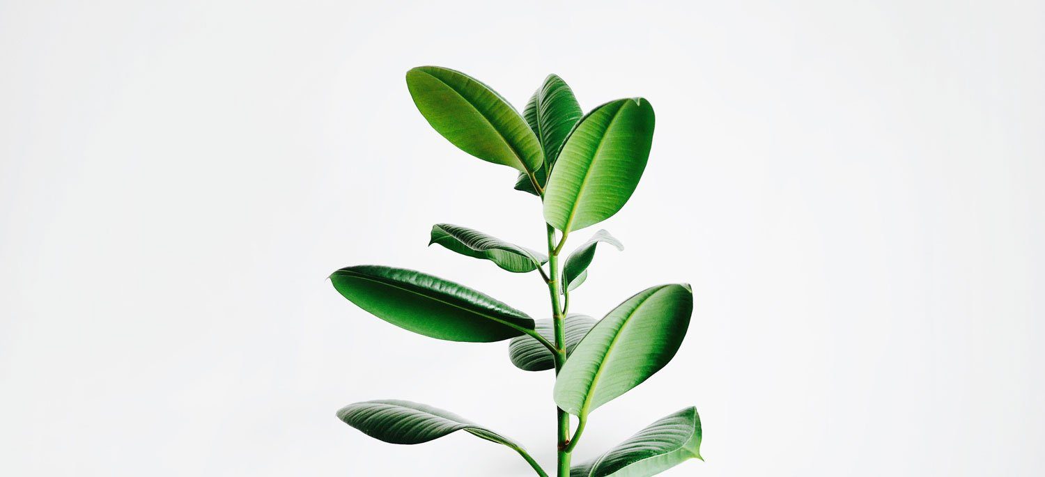 Natural Alternatives for Boosting Brain Power - Longevity Health